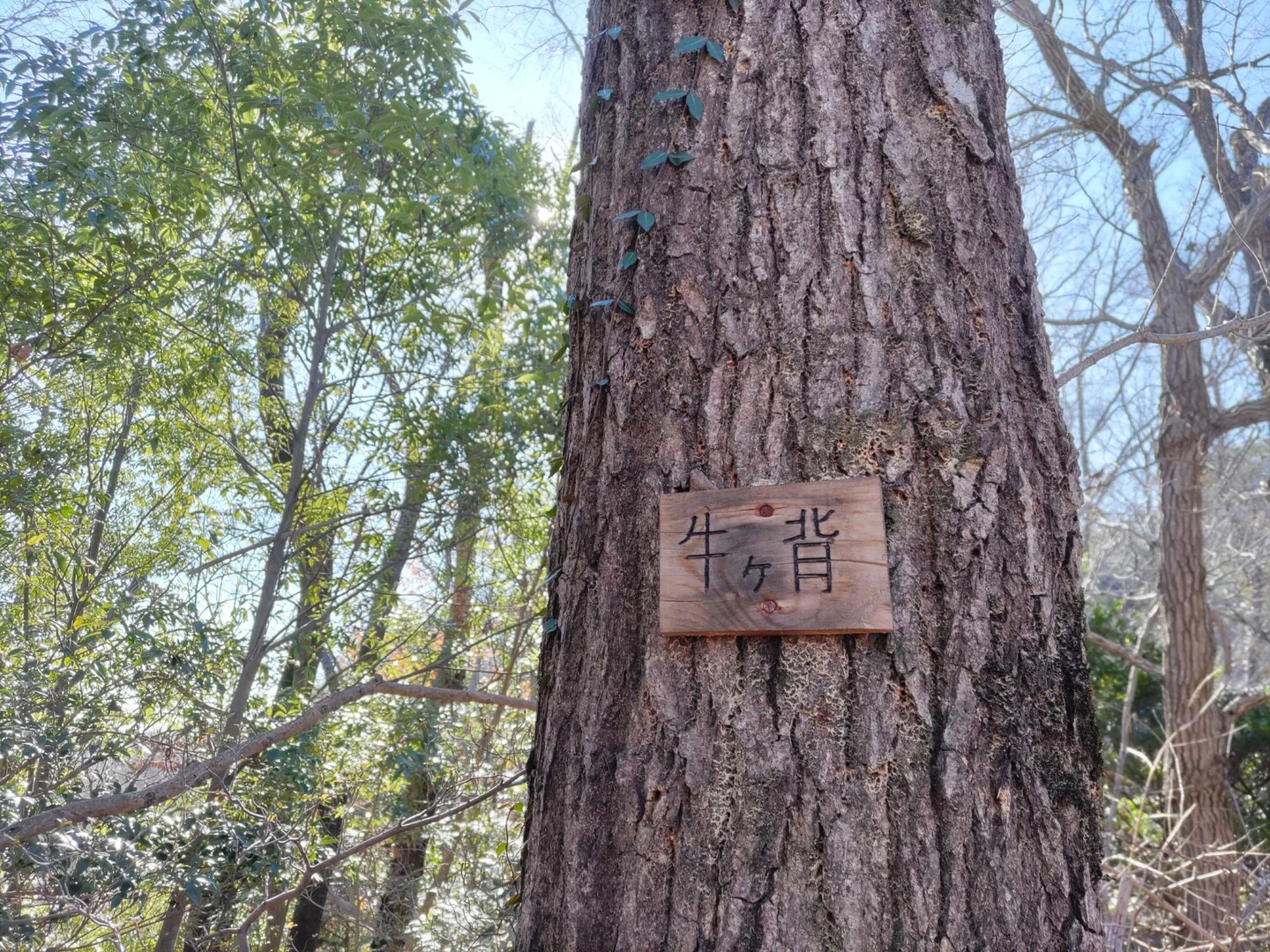 唐沢山から諏訪岳へ / yokkoさんの三毳山の活動データ | YAMAP / ヤマップ