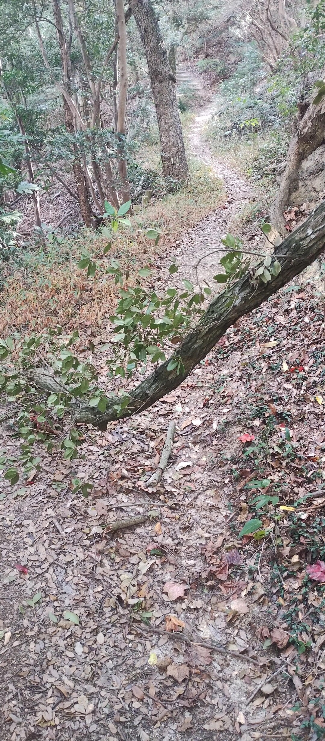 MÛさんの投稿したフィールドメモ | YAMAP / ヤマップ