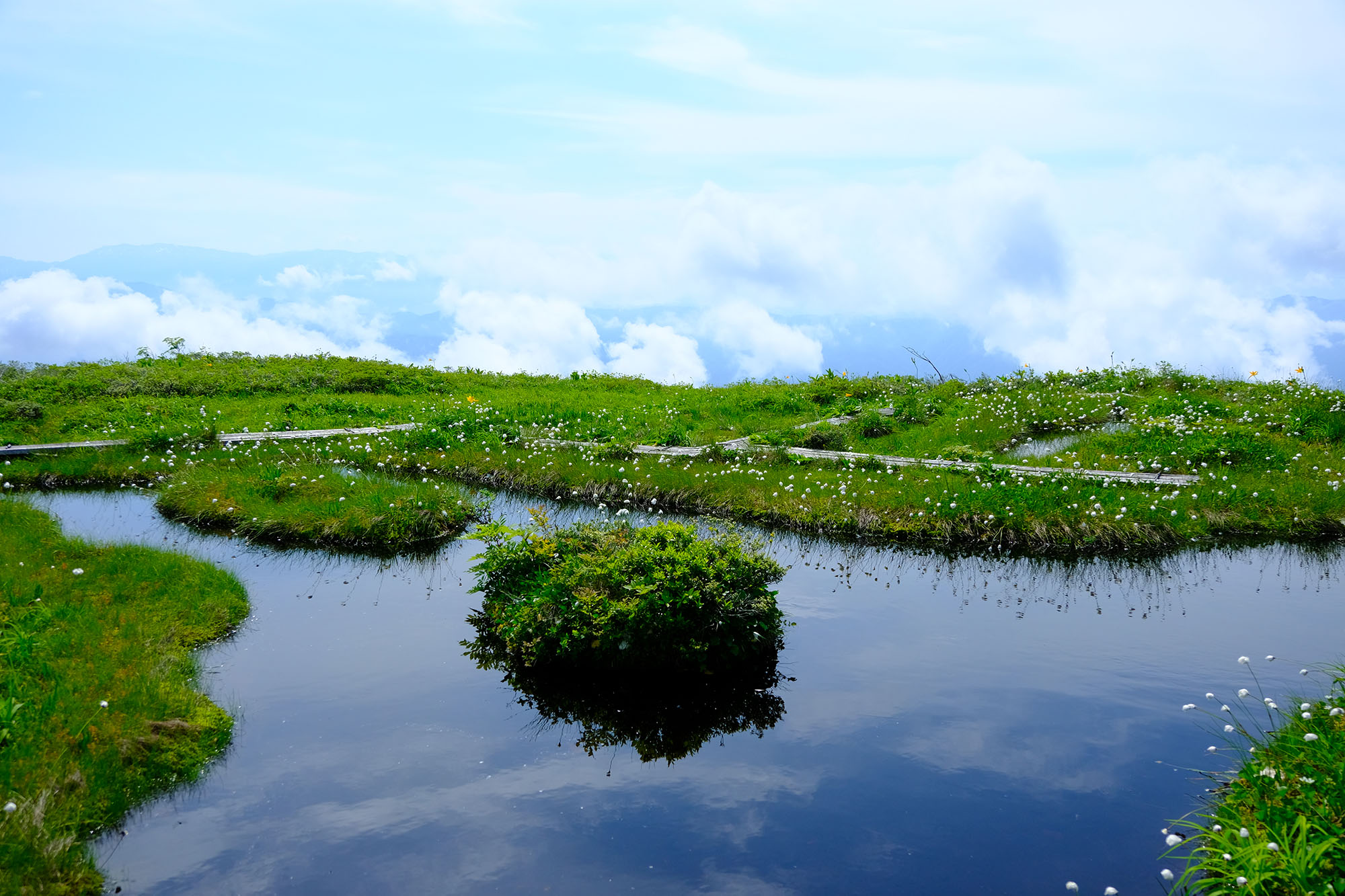 ワタスゲ天国の白木峰（富山市） / JunJunさんの白木峰・小白木峰の活動日記 | YAMAP / ヤマップ