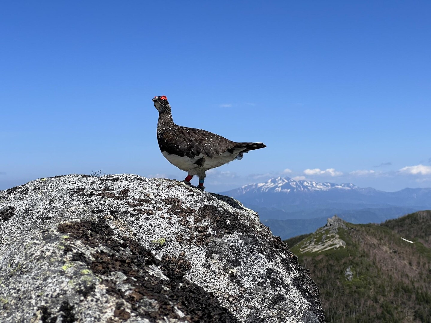 将棊頭山・将棊ノ頭 / HIKARUさんの木曽駒ヶ岳・空木岳・越百山の活動データ | YAMAP / ヤマップ