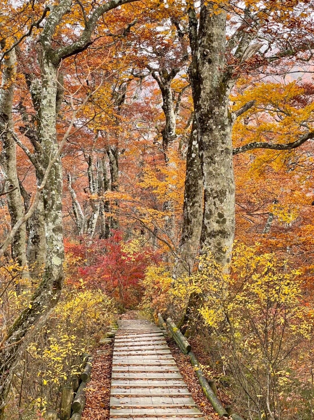 紅葉を見に大山へ（弥山） / ERlii*さんの大山・甲ヶ山・野田ヶ山の活動データ | YAMAP / ヤマップ