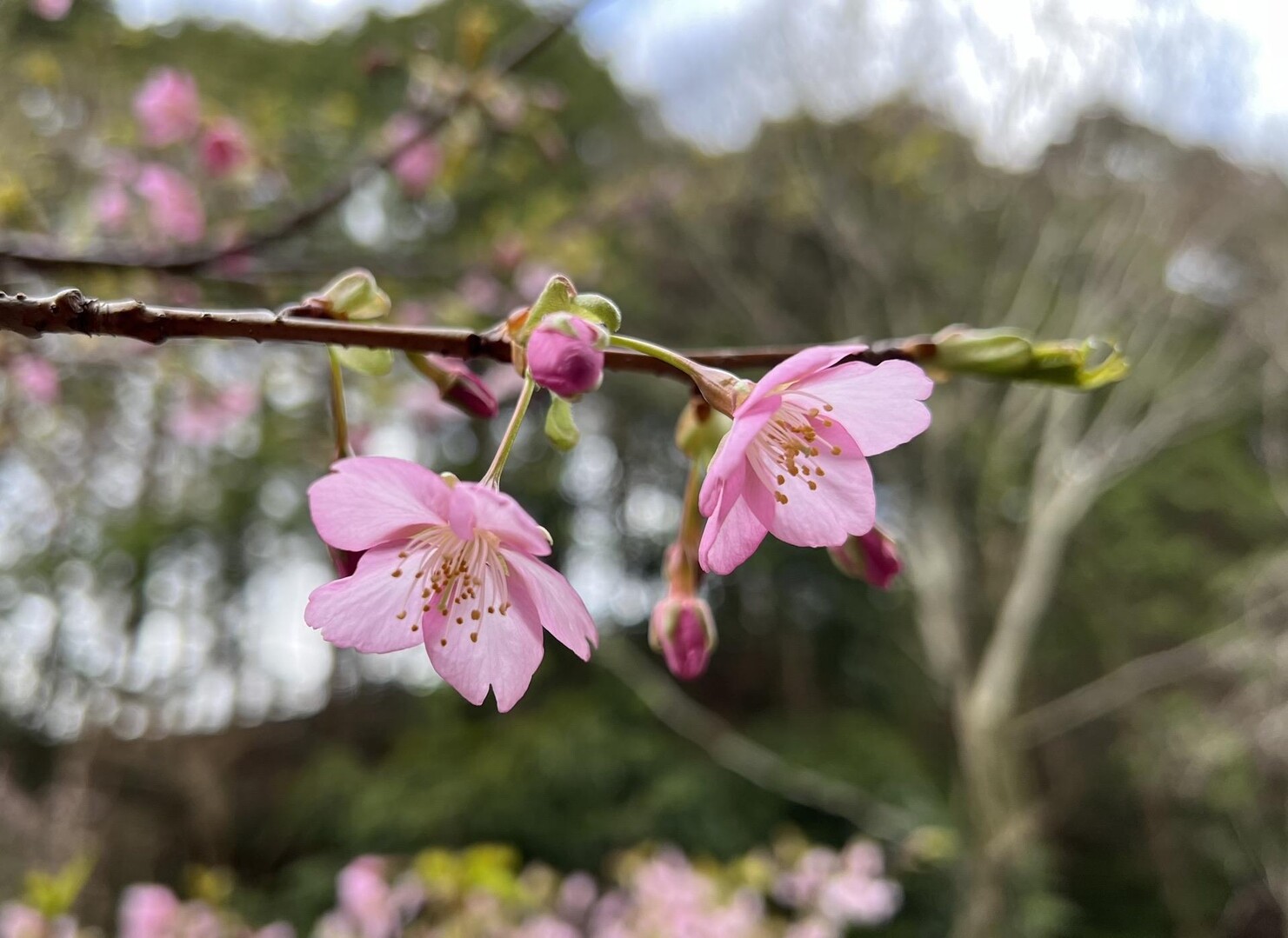 二上山（雌岳）カワヅザクラ🌸 / sinoさんさんの金剛山・二上山・大和葛城山の活動データ | YAMAP / ヤマップ