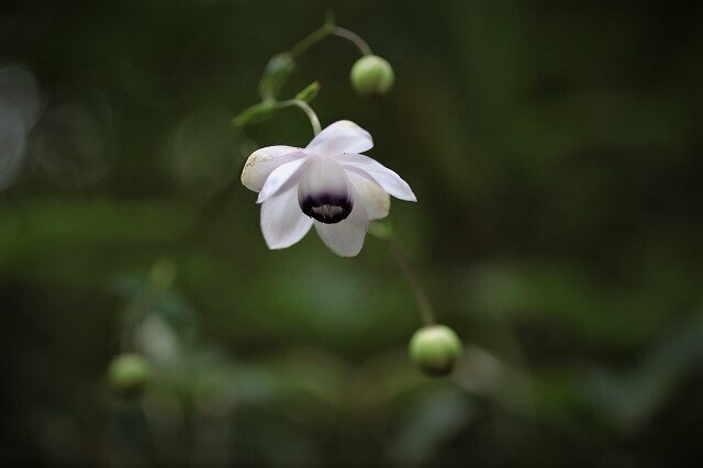 スナネコBabyとレンゲショウマ&キビタキの森ウォーキング-2020-08-13 / mochaさんのウォーキングの活動データ | YAMAP / ヤマップ