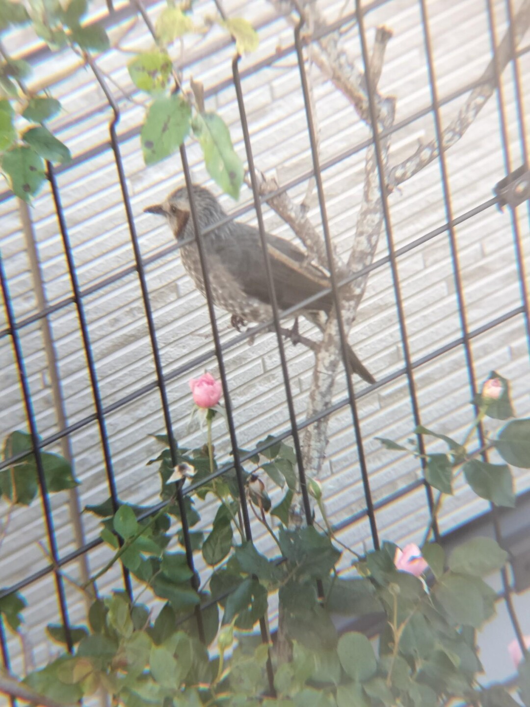 ランチ活 / azukiさんのランニングの活動データ | YAMAP / ヤマップ