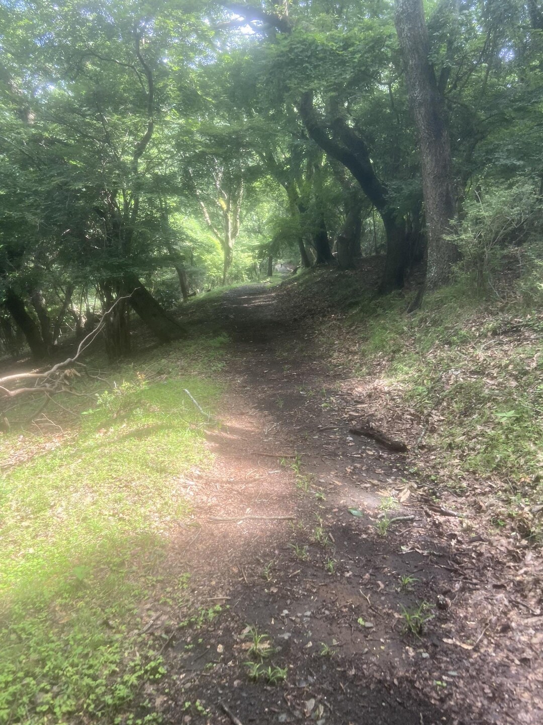 大野山 / yo-skさんの高松山・大野山の活動データ | YAMAP / ヤマップ