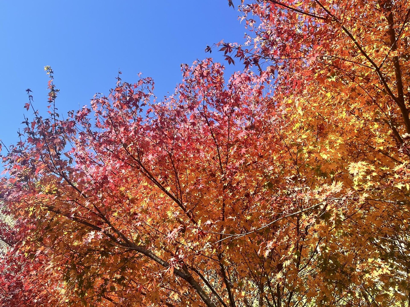 奥久慈男体山 / maruさんの奥久慈男体山・月居山・篭岩（篭岩山）の活動データ | YAMAP / ヤマップ