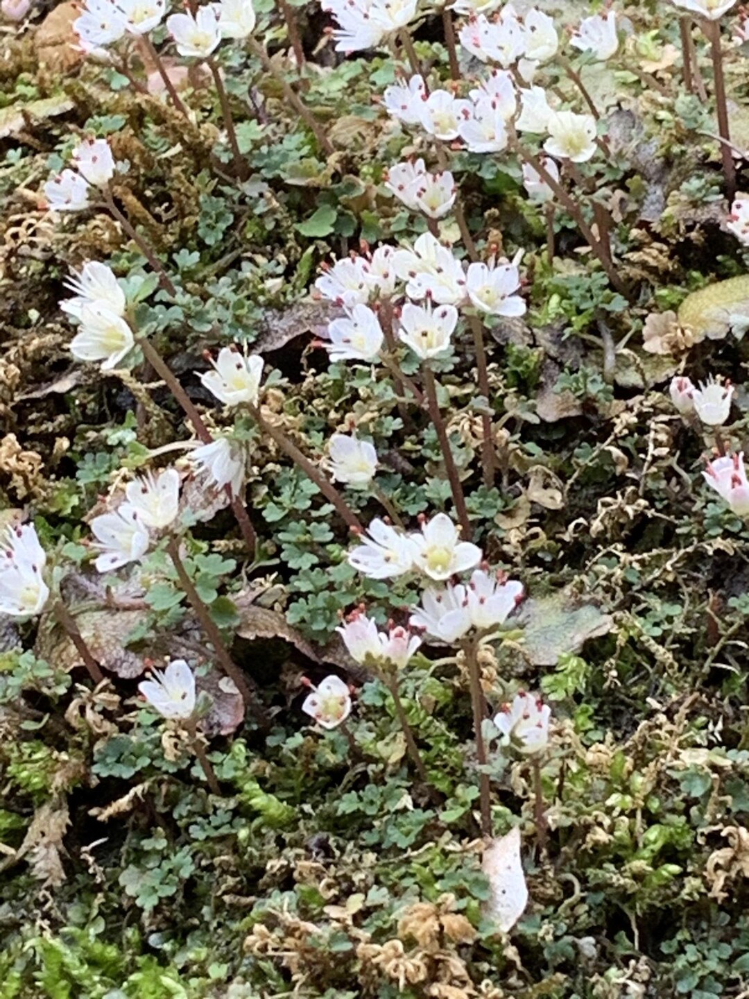 ハナネコノメソウ🌸探しに仙人ヶ岳へ / Tomoko♡さんの鳴神山・吾妻山の活動データ | YAMAP / ヤマップ