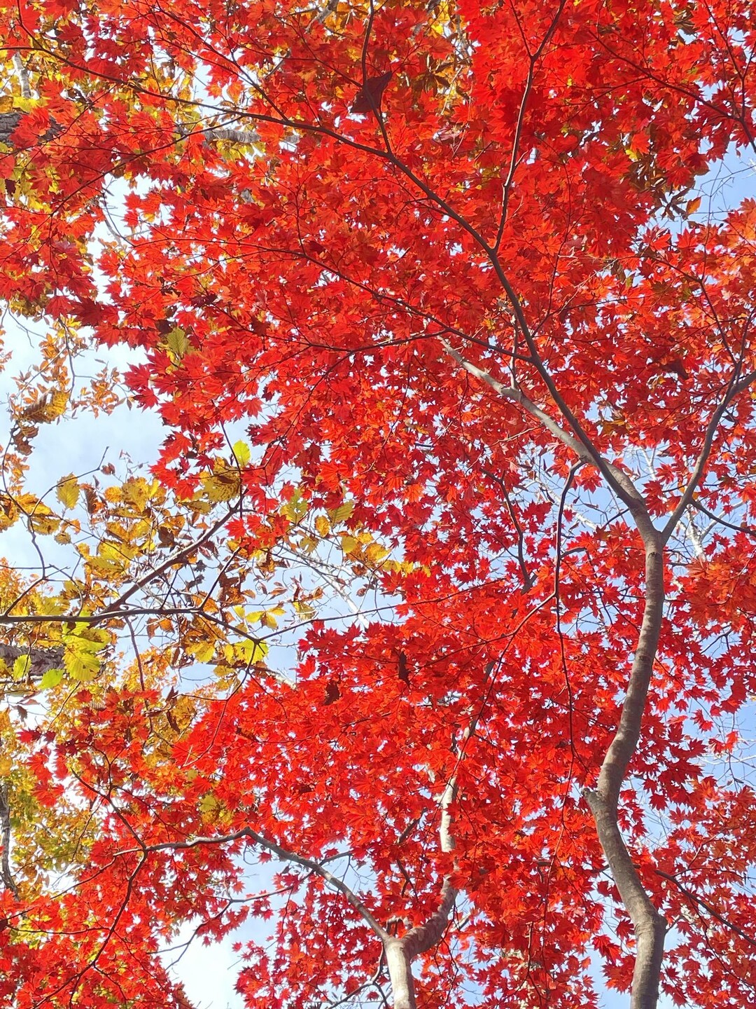 奥久慈男体山 / HAMHAM21さんの奥久慈男体山・月居山・篭岩（篭岩山）の活動データ | YAMAP / ヤマップ