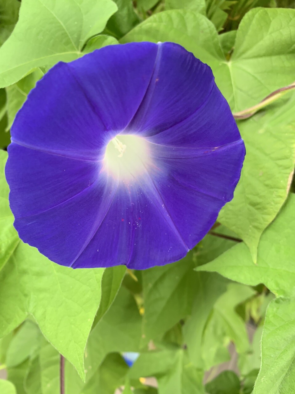 masaのページ | YAMAP / ヤマップ