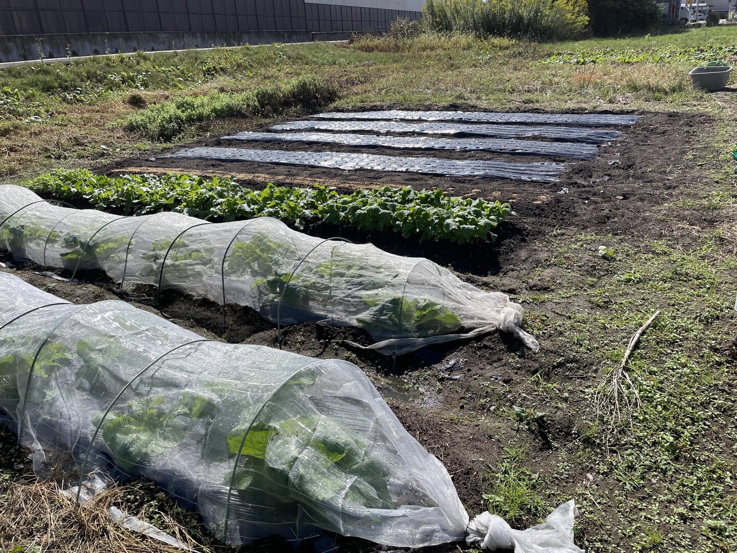 鍋🥘、おでん🍢準備（畑ッP） 急に... / パクチーさんのモーメント | YAMAP / ヤマップ