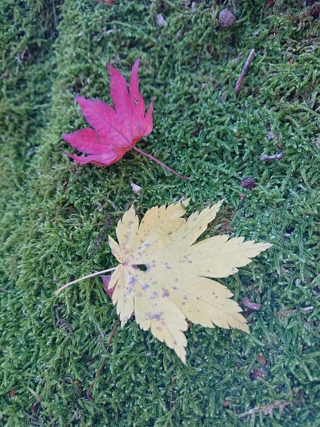 堂場山 / samさんの堂場山の活動データ | YAMAP / ヤマップ