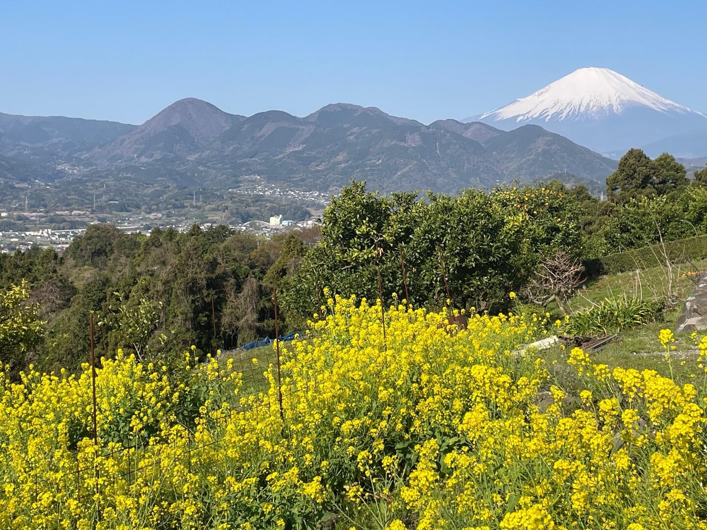 高松山 / Mieさんの高松山・大野山の活動データ | YAMAP / ヤマップ