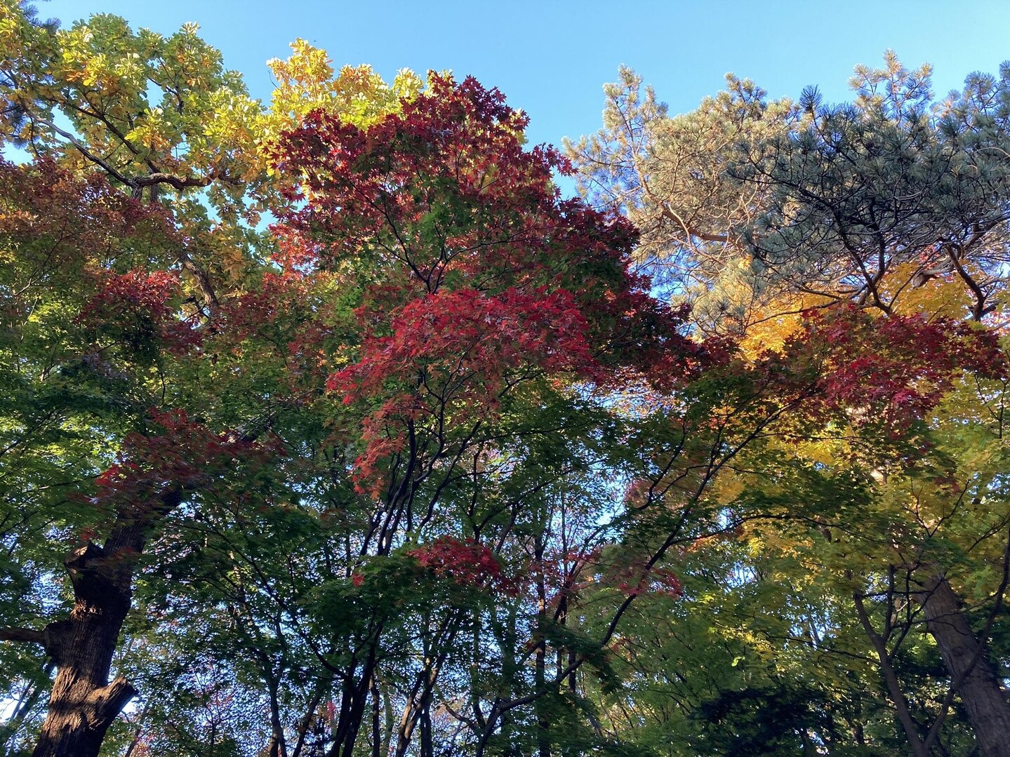 2023-10-15 神楽岡公園付近をお... / usa-maさんのモーメント | YAMAP / ヤマップ