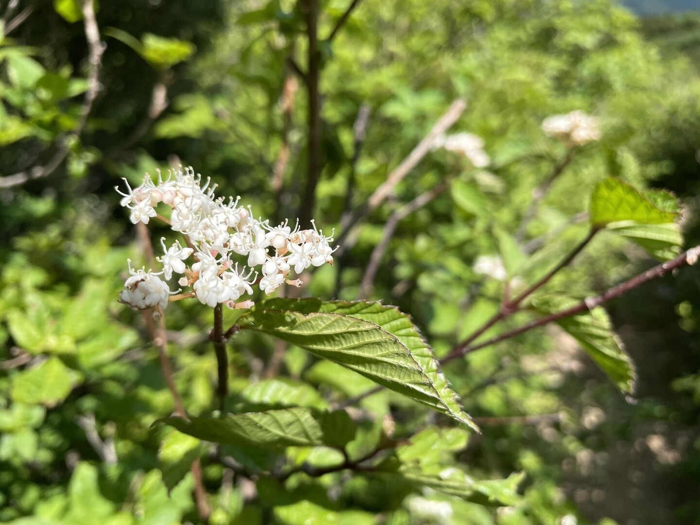 野坂岳→赤坂山 / ai nknkさんの野坂岳の活動データ | YAMAP / ヤマップ