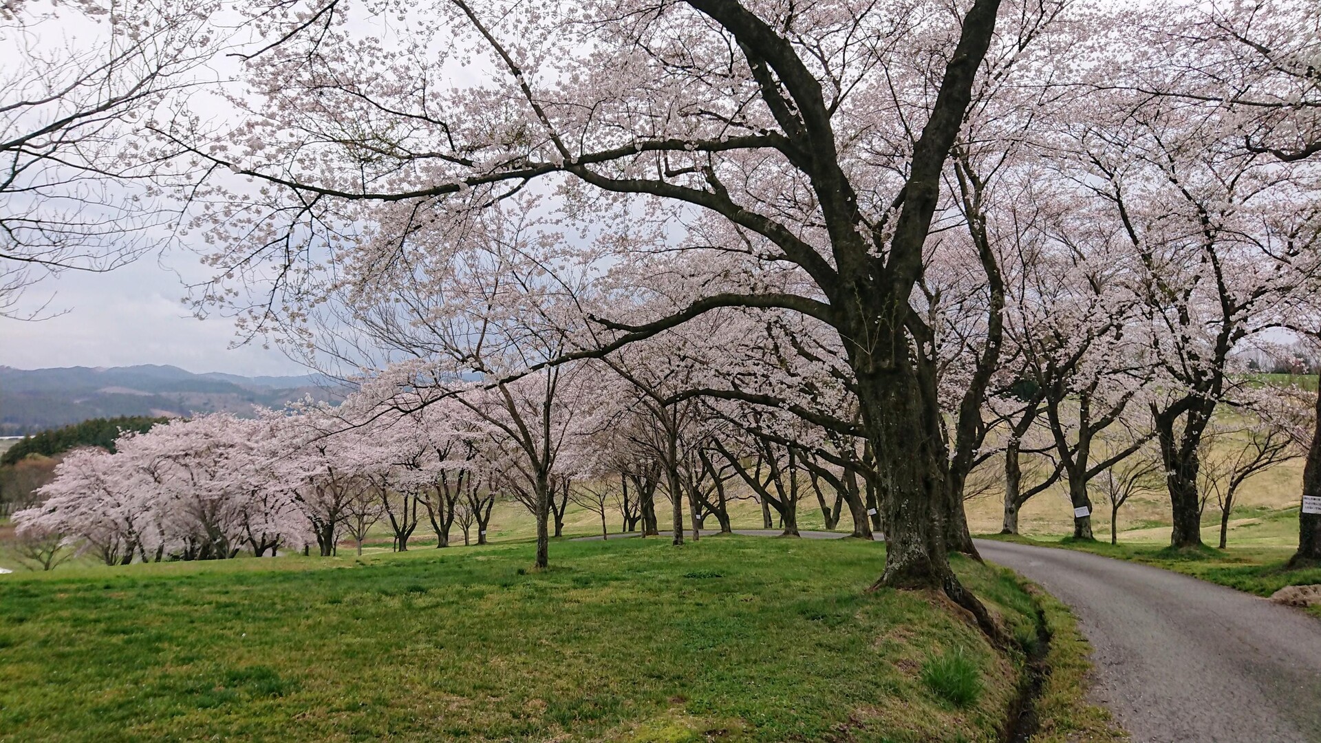 牧場でお花見🌸 / blueskyさんのモーメント | YAMAP / ヤマップ