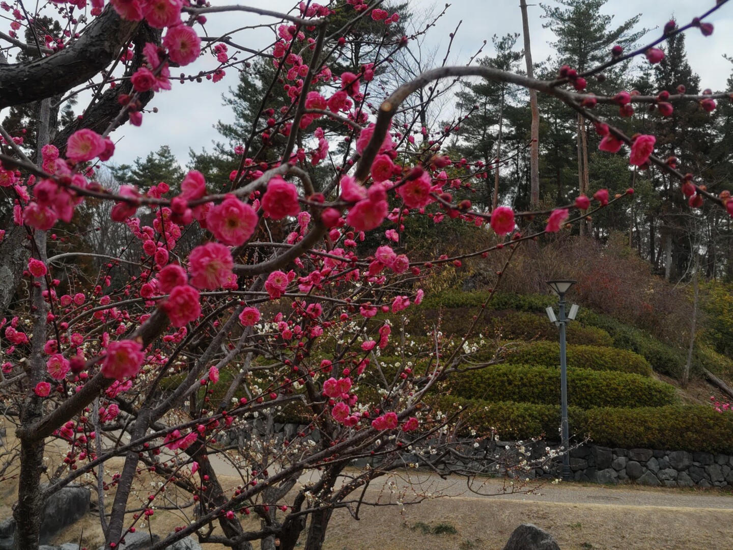 梅､咲き始めたけいはんな公園 / asayanさんのウォーキングの活動データ | YAMAP / ヤマップ