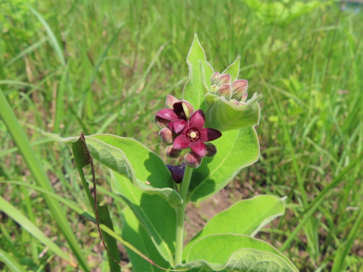 市内を駆け巡る1⃣ / akkoさんのウォーキングの活動データ | YAMAP / ヤマップ