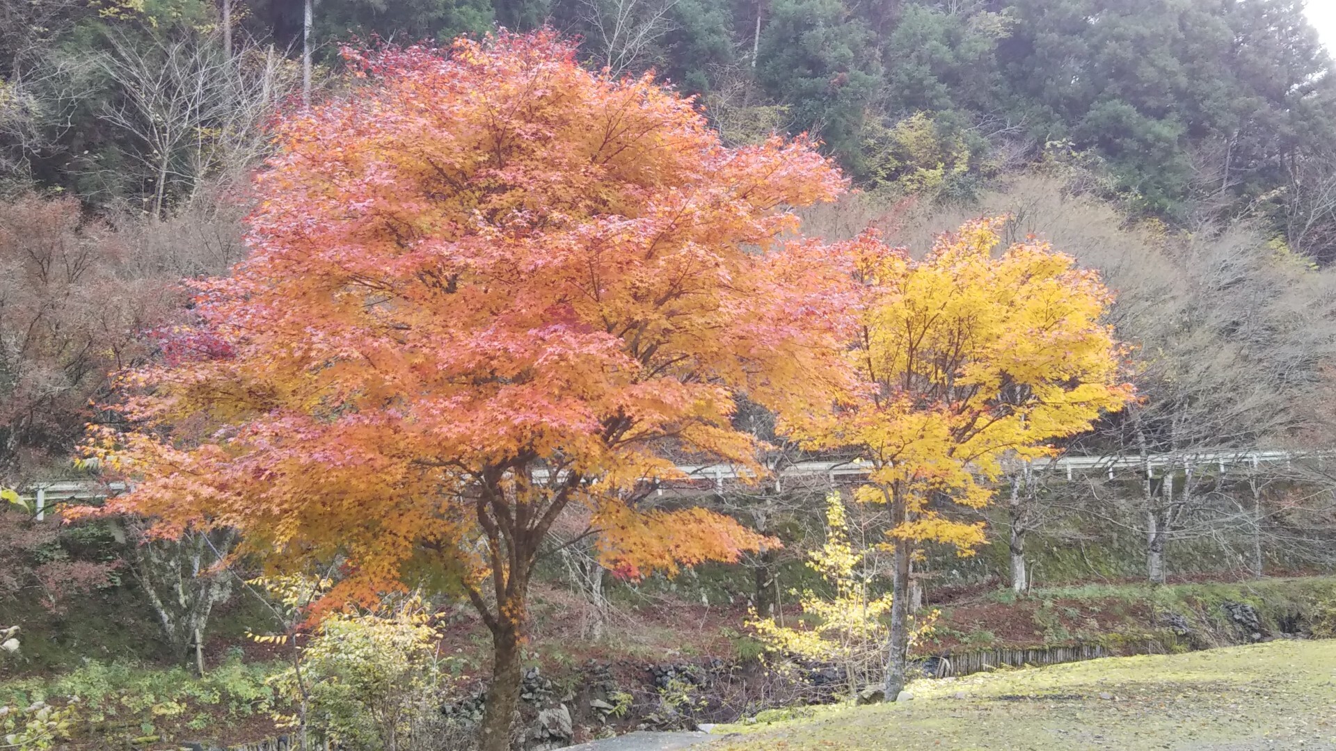 菅生ダムの紅葉はかなり終盤でした💦😅... / かずゆきさんのモーメント | YAMAP / ヤマップ