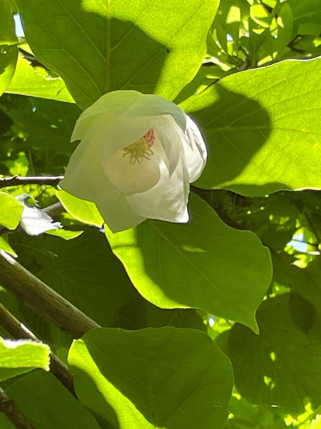 名残惜し オオヤマレンゲ 旧羅漢山〜恐羅漢山-2023-06-19 / guchiさんの恐羅漢山の活動データ | YAMAP / ヤマップ