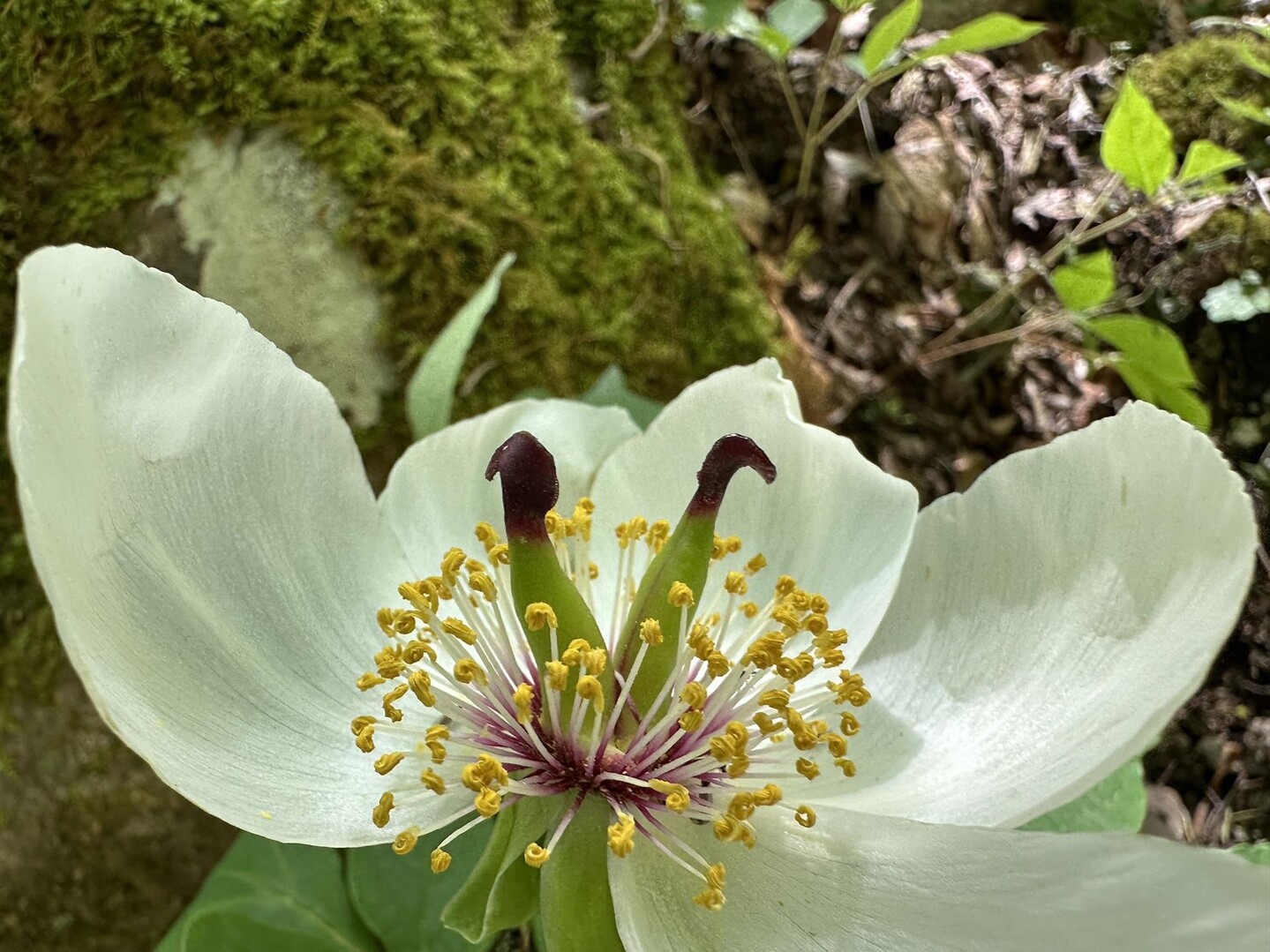 ピーターパンに会いに簗谷山へ / chikaさんの簗谷山の活動データ | YAMAP / ヤマップ