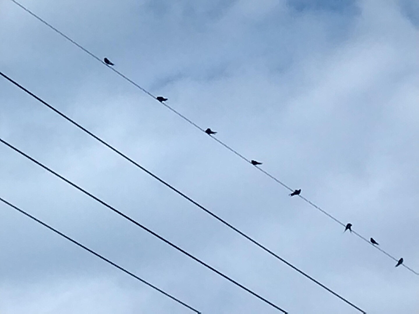 少し涼しくなって来て ツバメも 南へ帰る... / hamukoさんのモーメント | YAMAP / ヤマップ