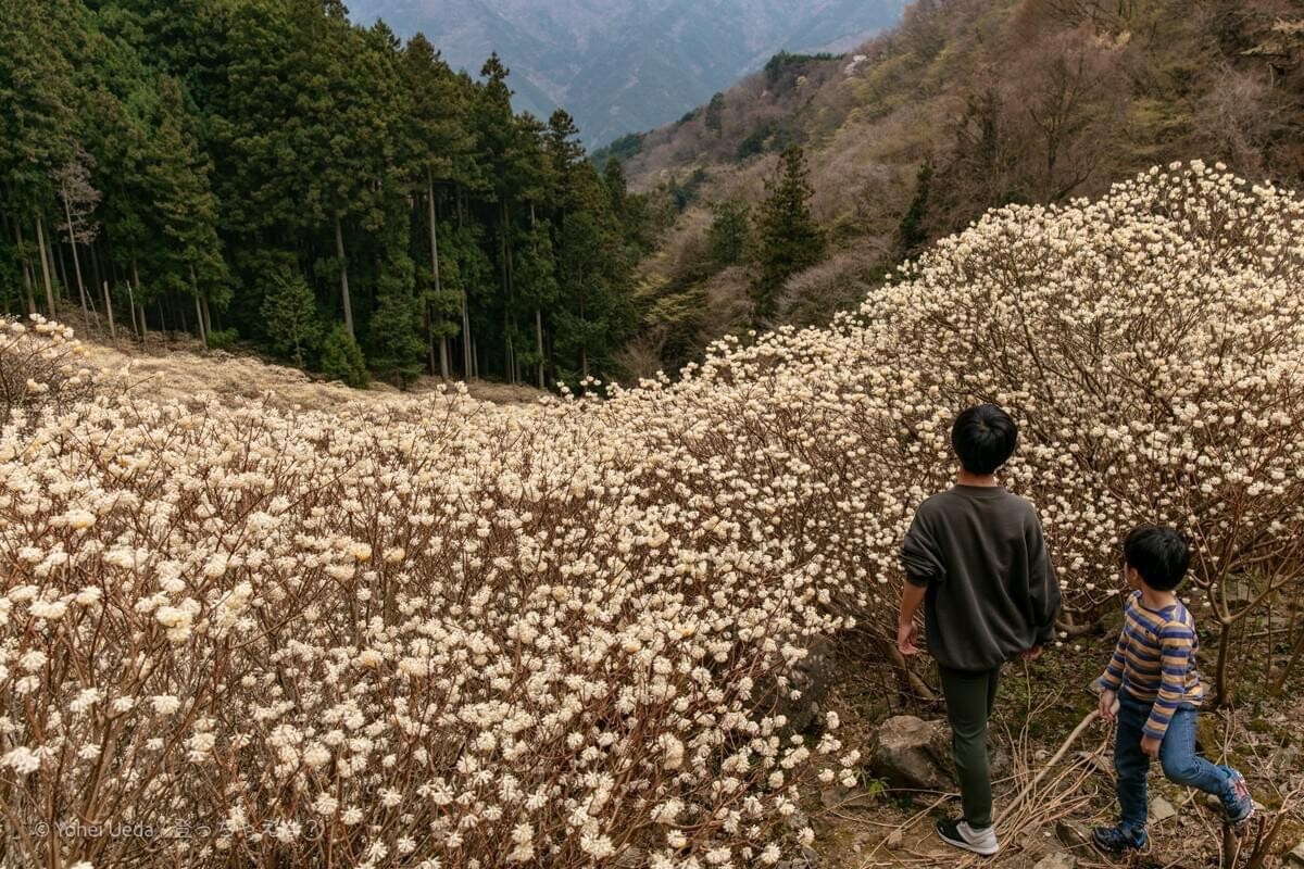 屋敷山-2023-04-05 / y-hey@写真も撮れる登山ガイドさんの根本山・熊鷹山・氷室山の活動データ | YAMAP / ヤマップ