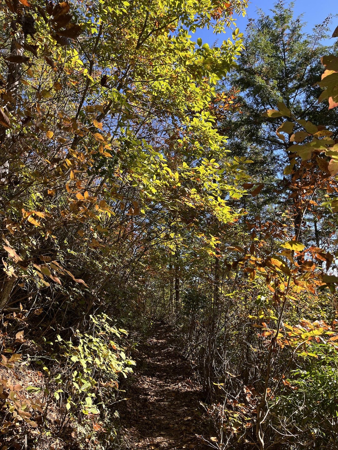 20241123 浅間尾根縦走〜浅間嶺 / やすくんさんの浅間嶺・松生山の活動データ | YAMAP / ヤマップ