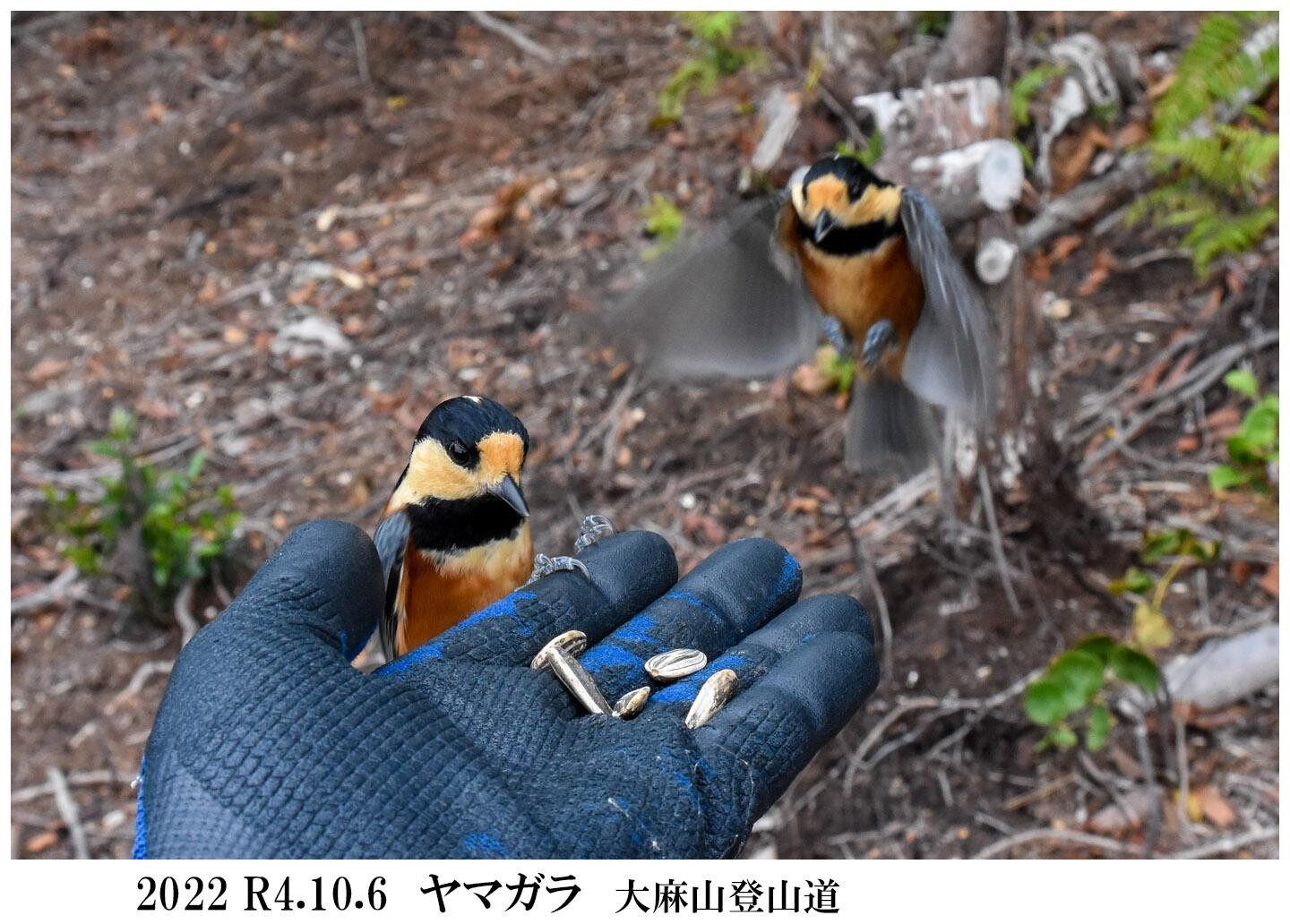 大麻山のヤマガラ 2022 R4.10... / 袴腰のベニトンボさんのモーメント | YAMAP / ヤマップ