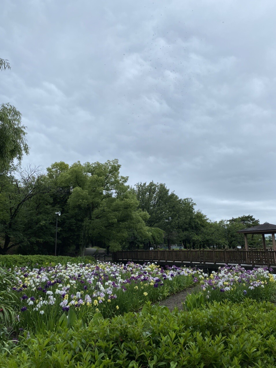 豊明市の三崎水辺公園にて / とりとり🐦さんのモーメント | YAMAP / ヤマップ