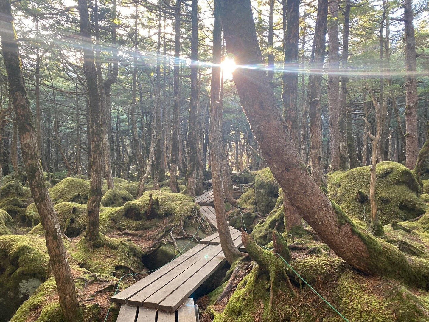 白駒池テント泊 / hassyさんの八ヶ岳（赤岳・硫黄岳・天狗岳）の活動データ | YAMAP / ヤマップ