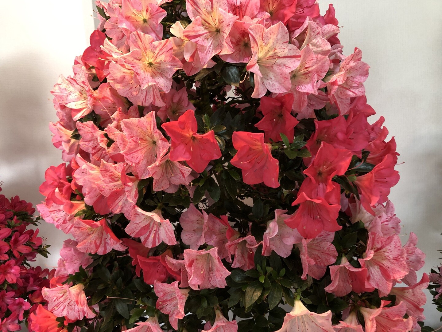 本日はまたも微妙な天気で、県南を攻めるこ... / yasuさんのモーメント | YAMAP / ヤマップ