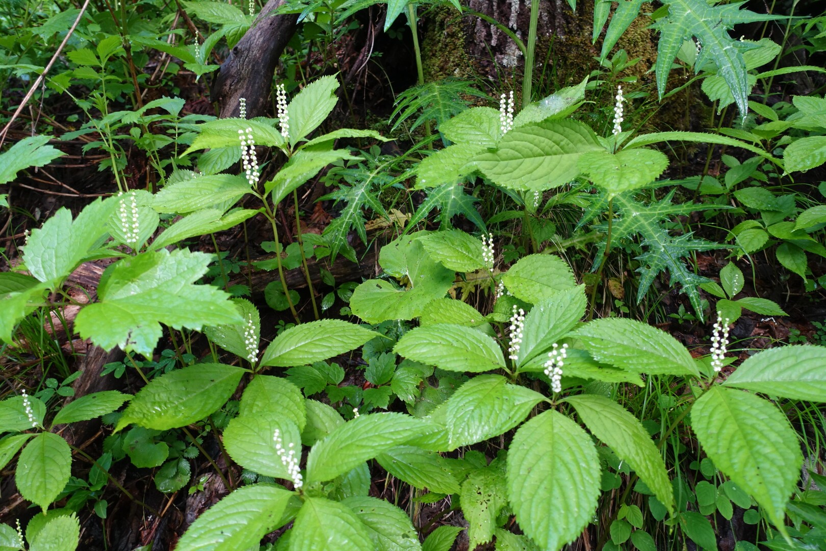 福地温泉より福地山 / kamonmonさんの福地山の活動データ | YAMAP / ヤマップ