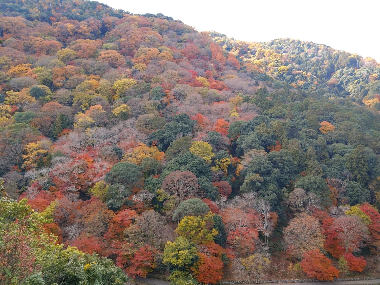色とりどり綺麗だね😊 同じで無くたって良いんだよ / amiさんの京都一周トレイルの活動データ | YAMAP / ヤマップ