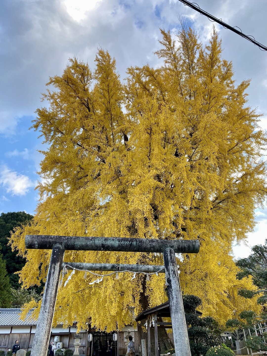 この前みどりだった丹生酒殿神社⛩️の大銀... / 月桃さんのモーメント | YAMAP / ヤマップ