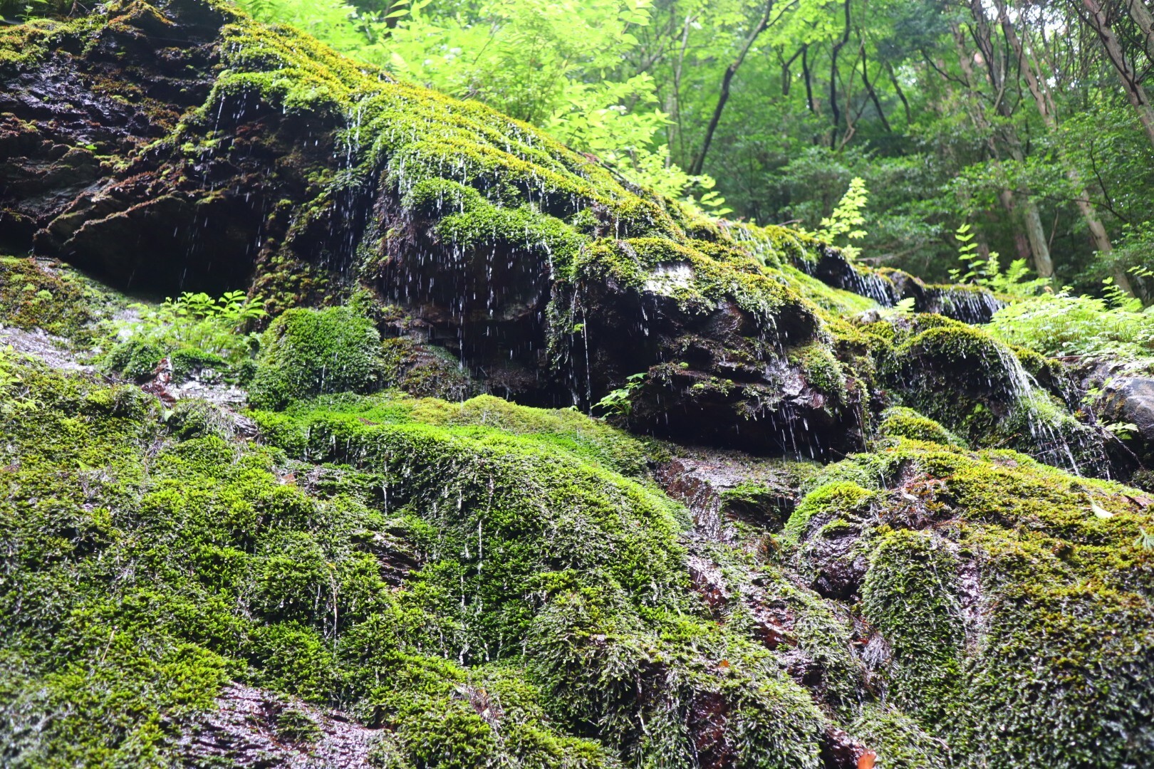 赤星山・豊受山-2022-07-03 / Miekaさんの赤星山・豊受山の活動データ | YAMAP / ヤマップ
