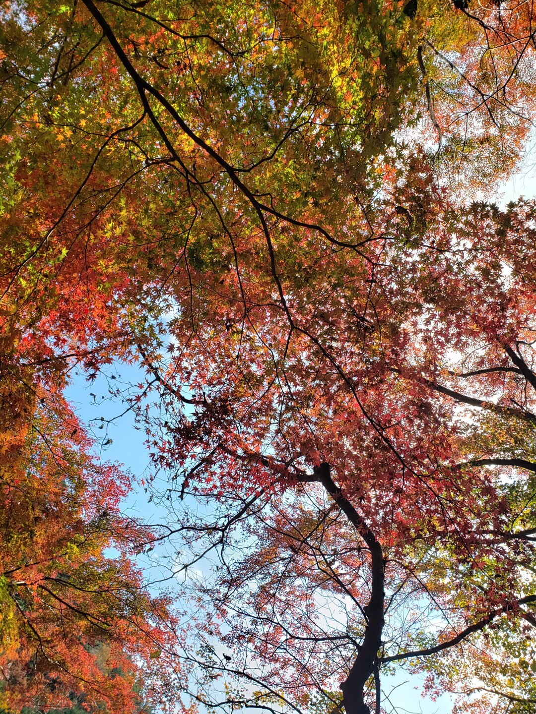 両神山 / 一路ISSAさんの両神山・諏訪山・二子山の活動データ | YAMAP / ヤマップ