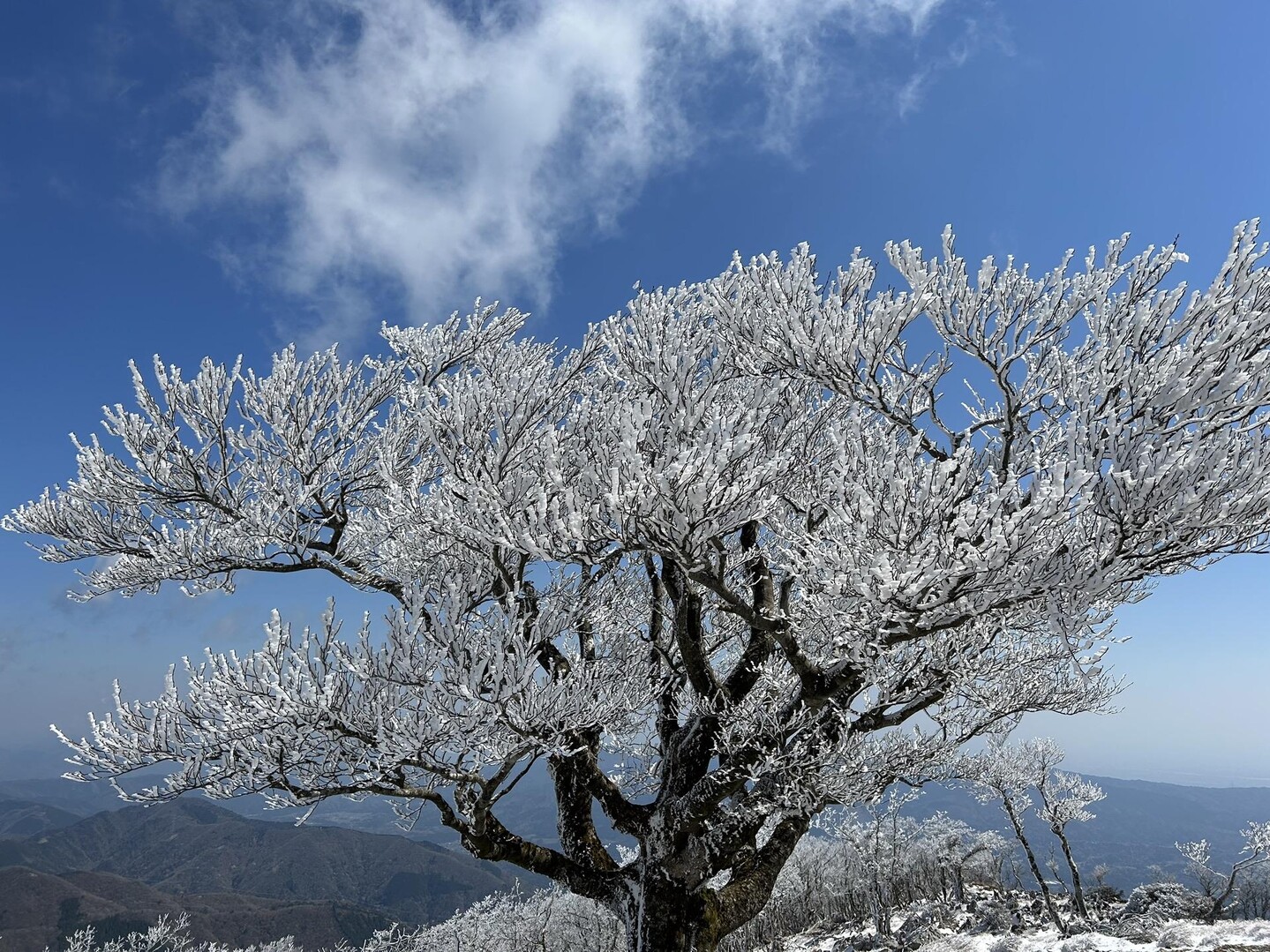 まさかの樹氷まつり御池岳・鈴北岳⛰ / ☆miko☆さんの藤原岳・御池岳の活動データ | YAMAP / ヤマップ