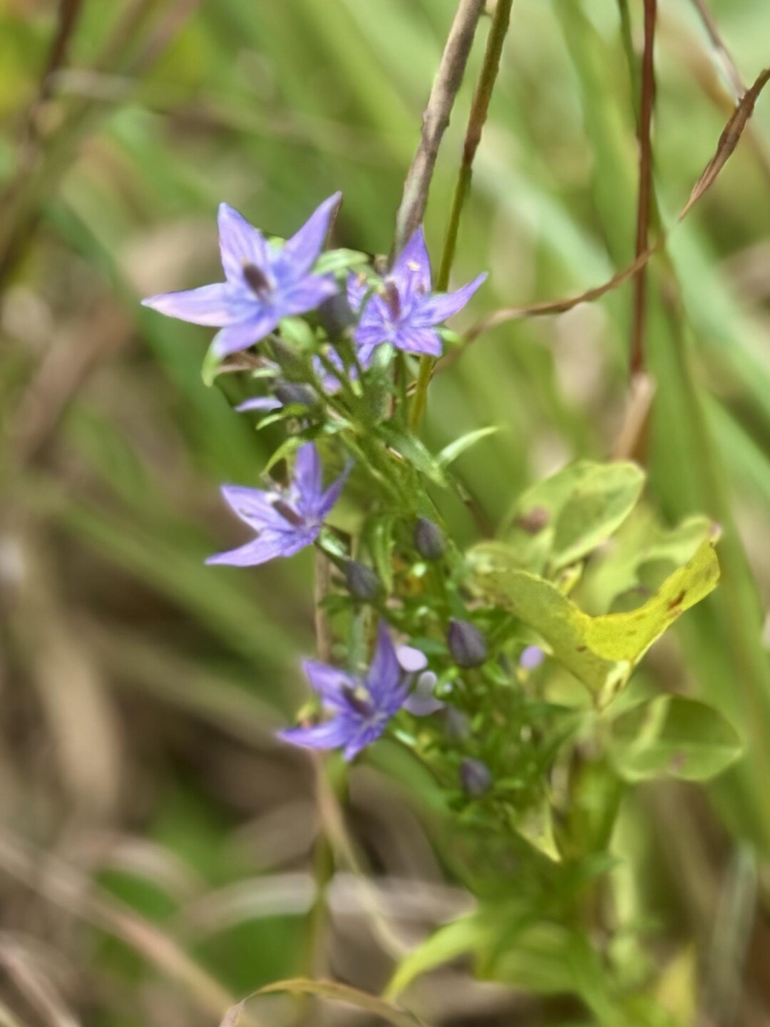 ほっとたいむ☕️…一ノ峯・二ノ峯でムラサキセンブリ鑑賞 / Red-RAV4💫さんの俵山・冠ヶ岳・清栄山の活動データ | YAMAP / ヤマップ