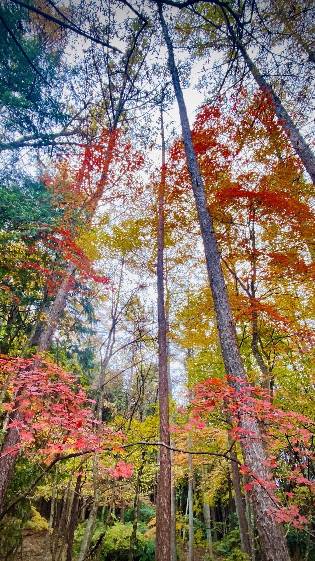 行方不明者を探しに🚶🏻‍♂️ / Sakakenさんの川苔山（川乗山）の活動データ | YAMAP / ヤマップ