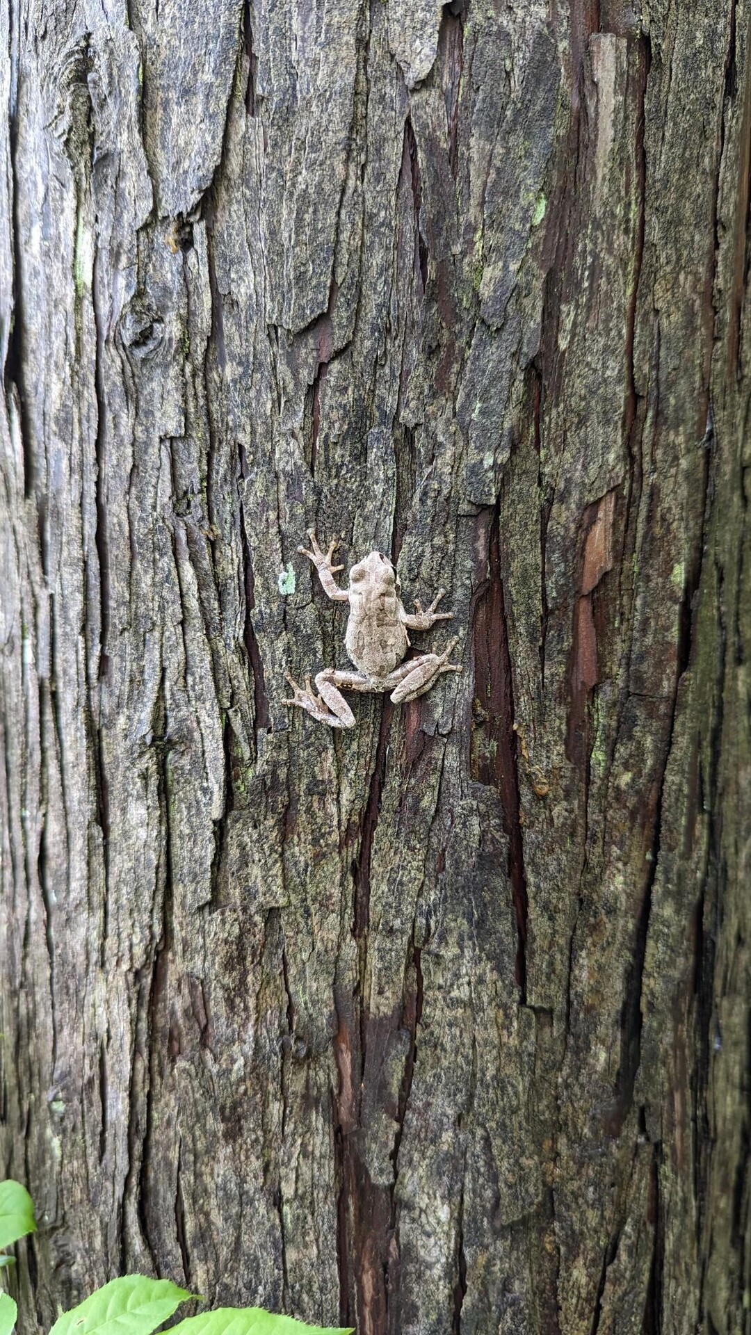 赤沢富士・鶏足山・焼森山 / ゆうさんの焼森山・鶏足山の活動データ | YAMAP / ヤマップ