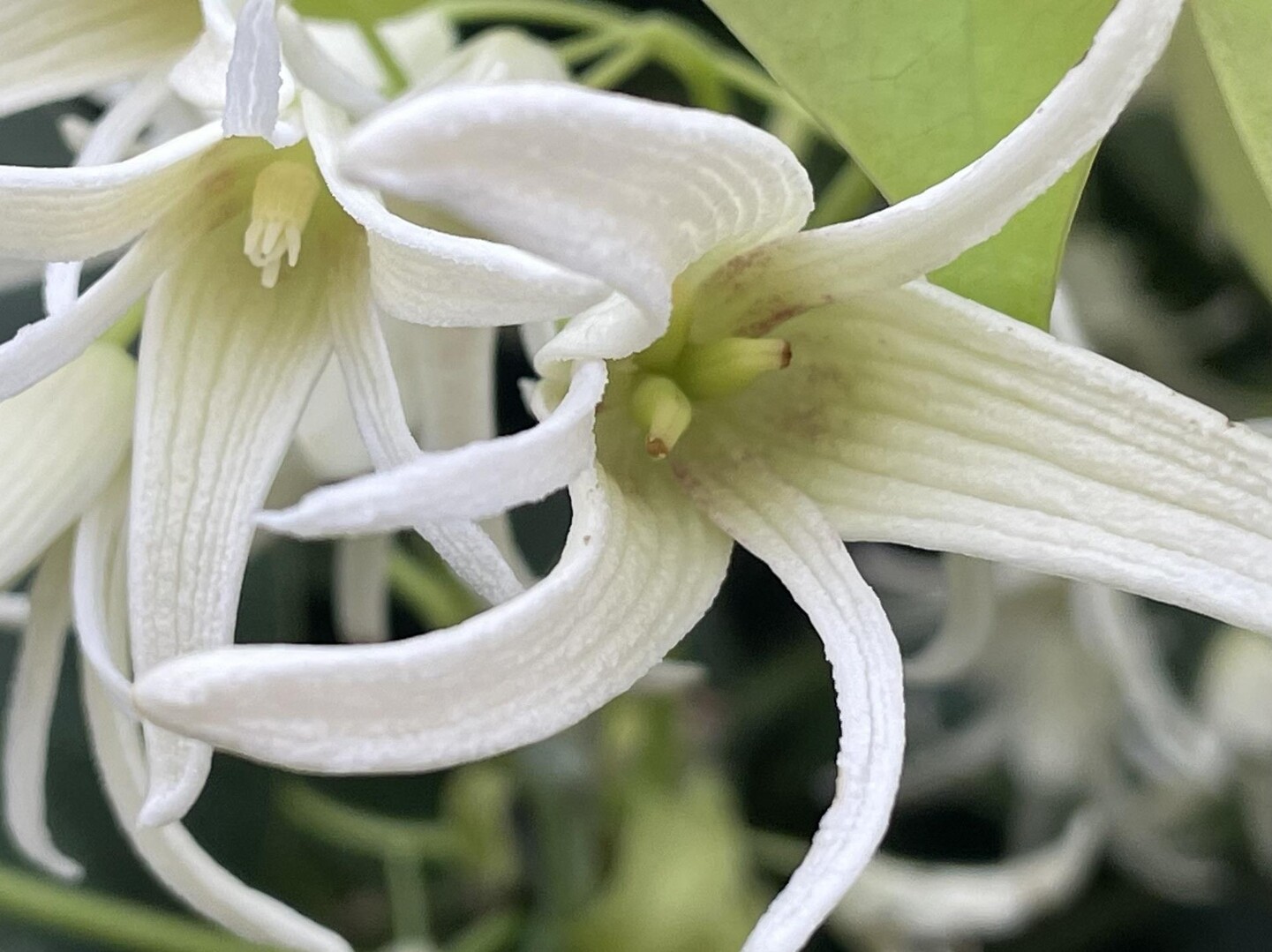 🌸春の花便🌸① 我が家の世話いらずの... / kei.keiさんのモーメント | YAMAP / ヤマップ