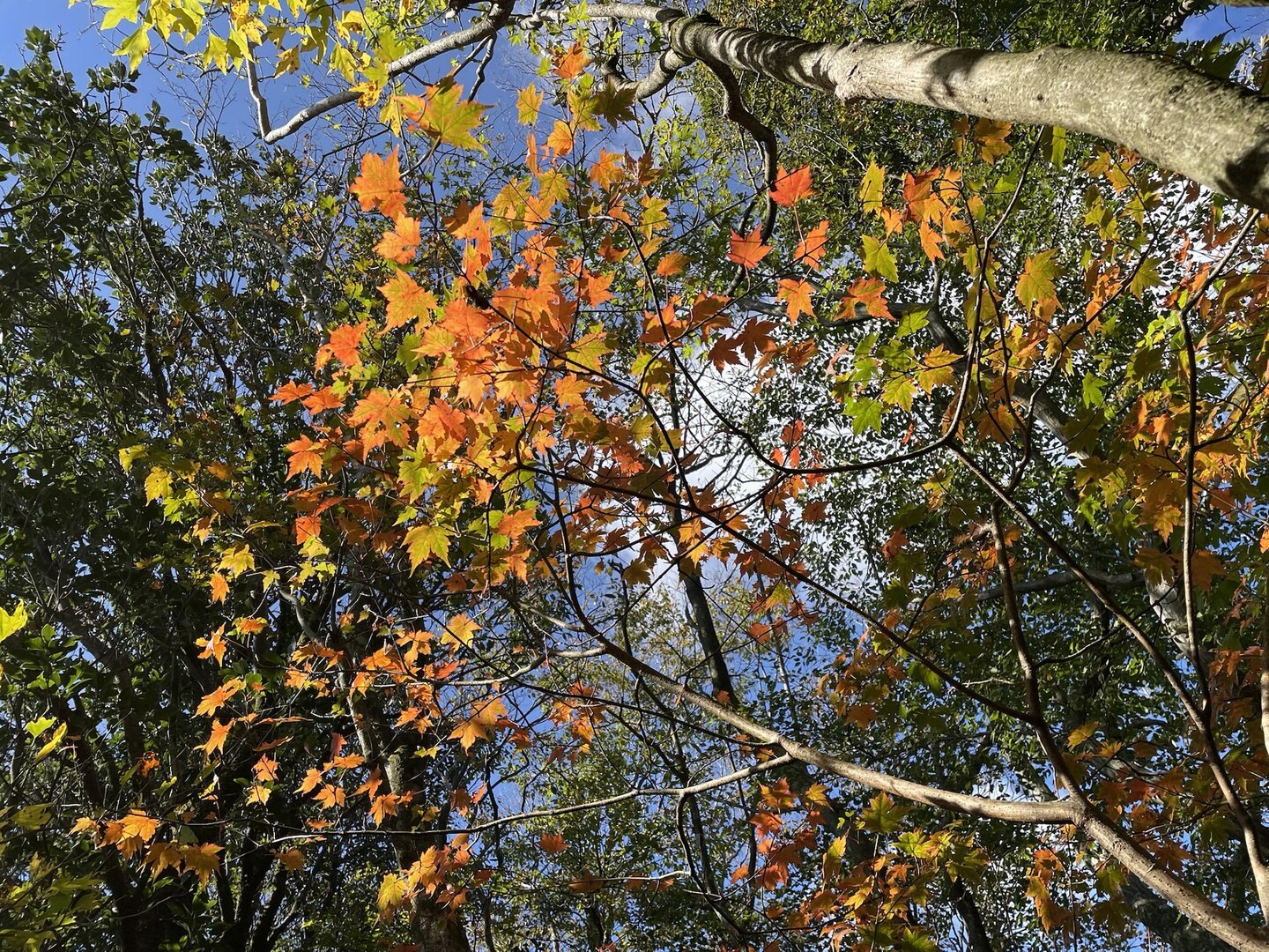 八方ヶ岳 / kinjunさんの八方ヶ岳の活動データ | YAMAP / ヤマップ