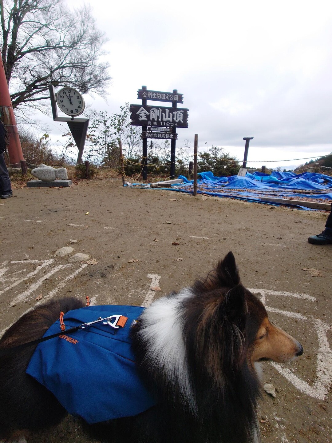 大日岳・金剛山 / Teddyさんの金剛山・二上山・大和葛城山の活動データ | YAMAP / ヤマップ