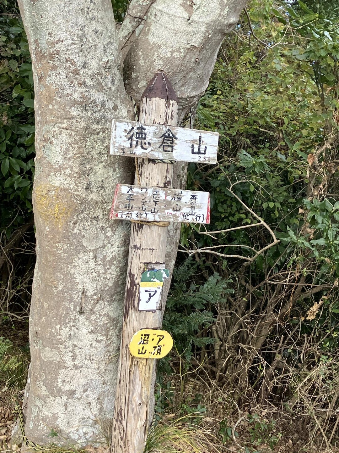 沼津アルプス / Shineさんの沼津アルプス・鷲頭山・香貫山の活動データ | YAMAP / ヤマップ