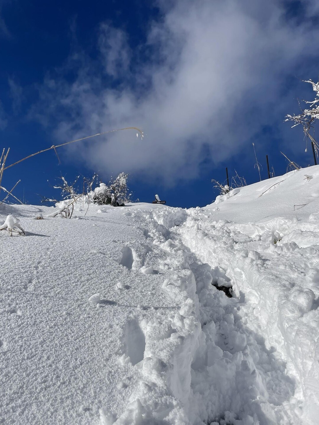 弥彦山 ️ / megさんの弥彦山・多宝山・雨乞山の活動データ | YAMAP / ヤマップ