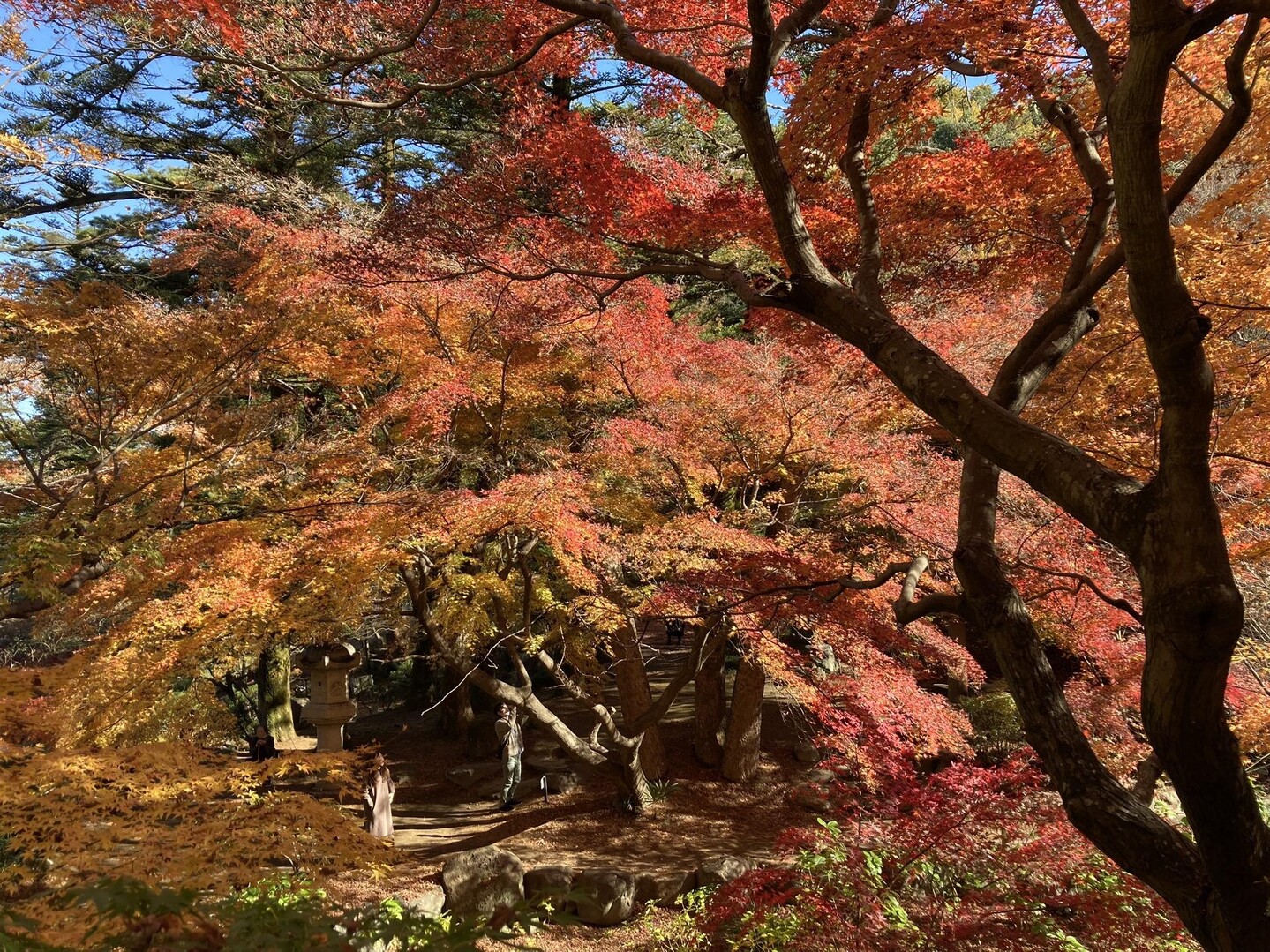 高崎観音山の徳明園、TVでこの時期毎日紅... / おかちゃんさんのモーメント | YAMAP / ヤマップ