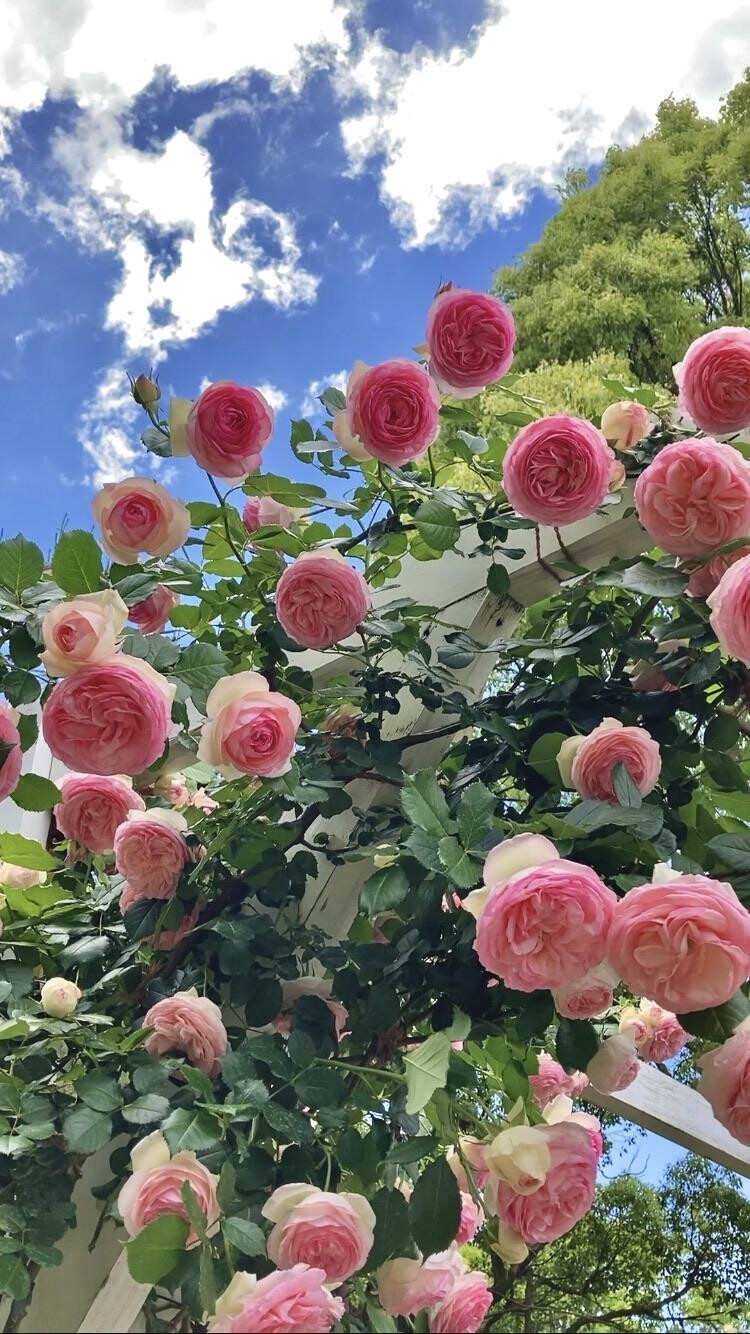 🌹満開の薔薇と🌊荒波の海と🌳山の新緑 頂上で晴れ渡る 栂尾山・横尾山 / chieさんの六甲山・長峰山・摩耶山の活動データ | YAMAP / ヤマップ
