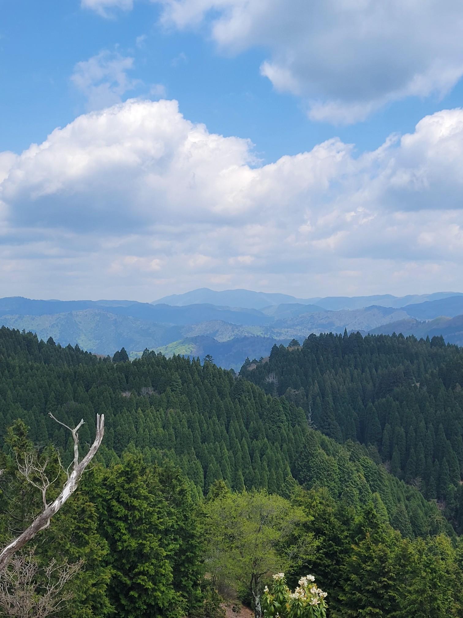 京都北山でピークハント 2025.4.28 / kaolinさんの貴船山・鞍馬山の活動データ | YAMAP / ヤマップ