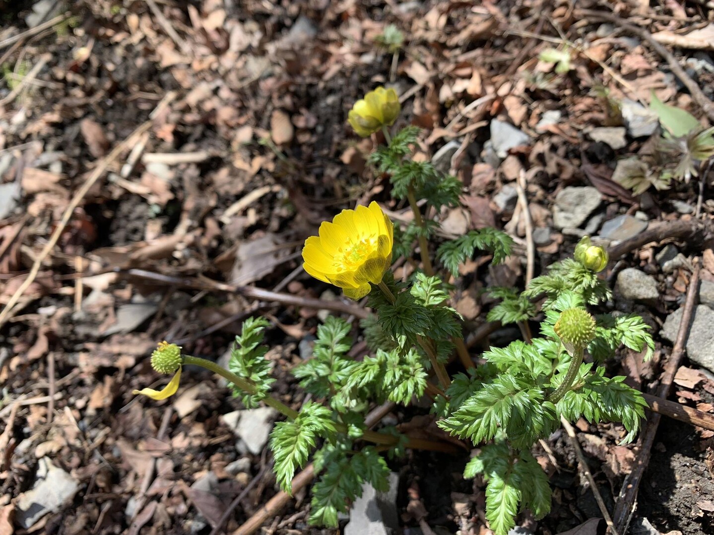 入道ヶ岳 / emikoさんの入道ヶ岳・鎌ヶ岳・仙ヶ岳の活動データ | YAMAP / ヤマップ