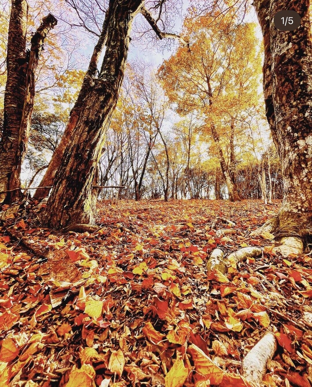 2022.11.26 二本ボソの先には倶... / Rukoさんのモーメント | YAMAP / ヤマップ